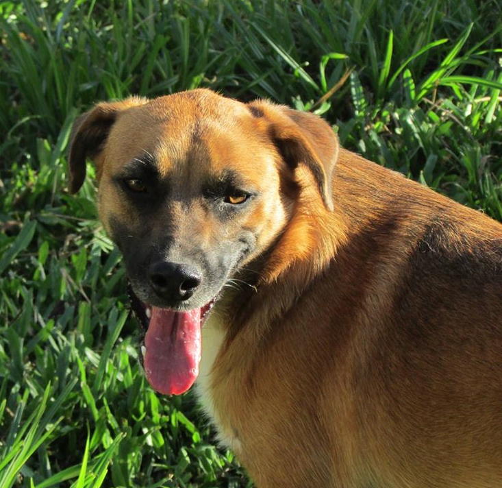 Adoptable Pets